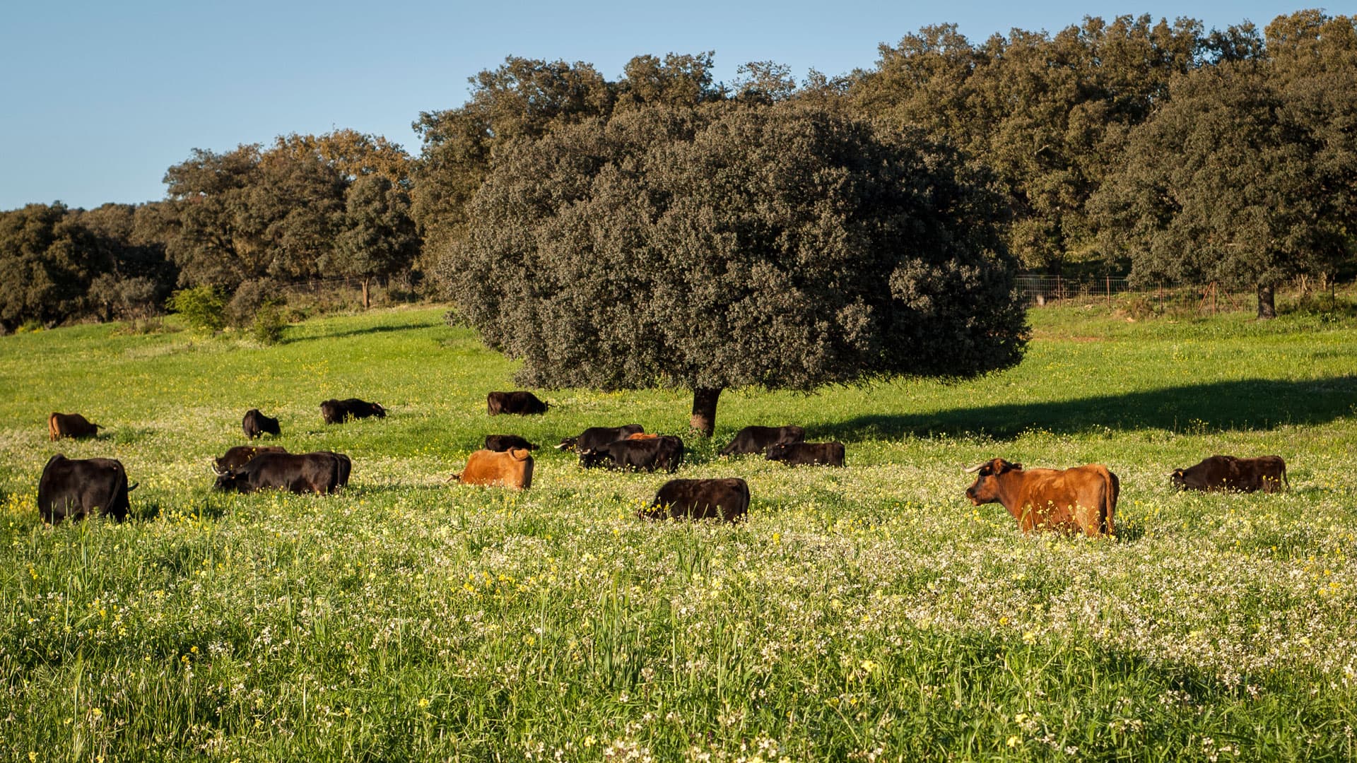 Ganadería de toros bravos - Visita guiada - Triángulo Activo Caminito Rey
