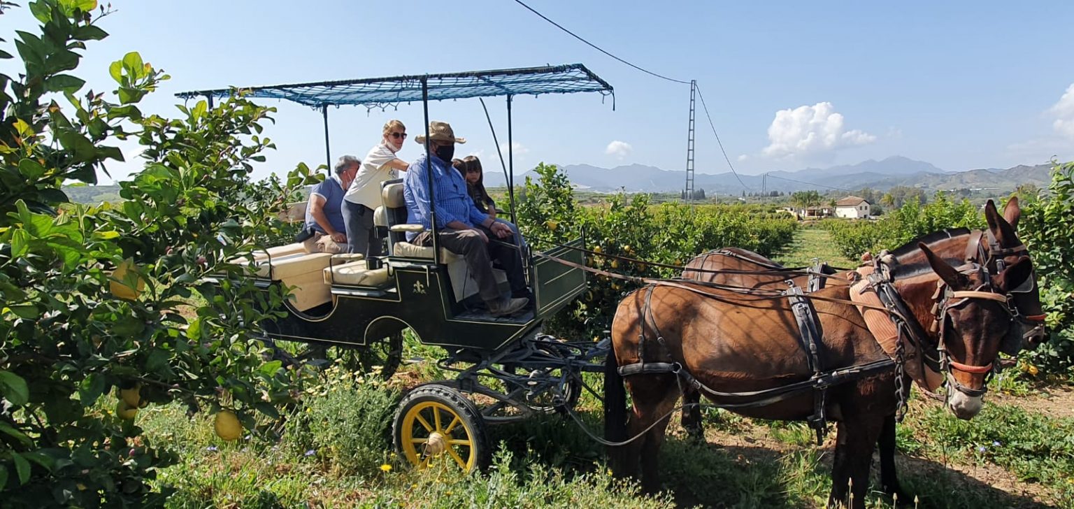 Paseo en carro de mulas - Triángulo Activo Caminito del Rey